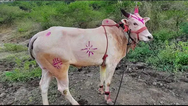 Bakasur Bail — The Mulshi Ox That Became A Racing Legend - Hinduism Facts